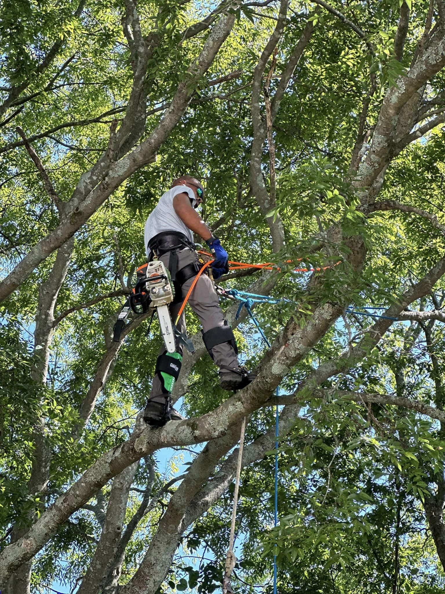 Newmans Tree Surgeons - Service You Can Depend On!