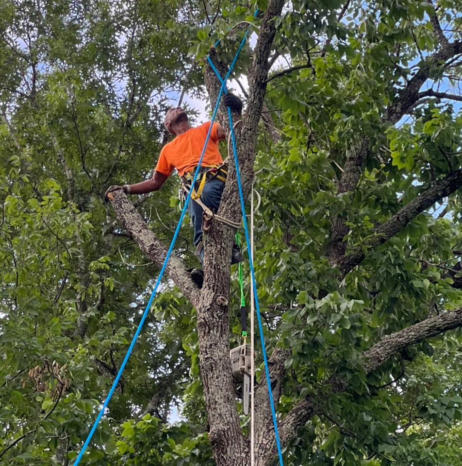 Newmans Tree Surgeons - Service You Can Depend On!